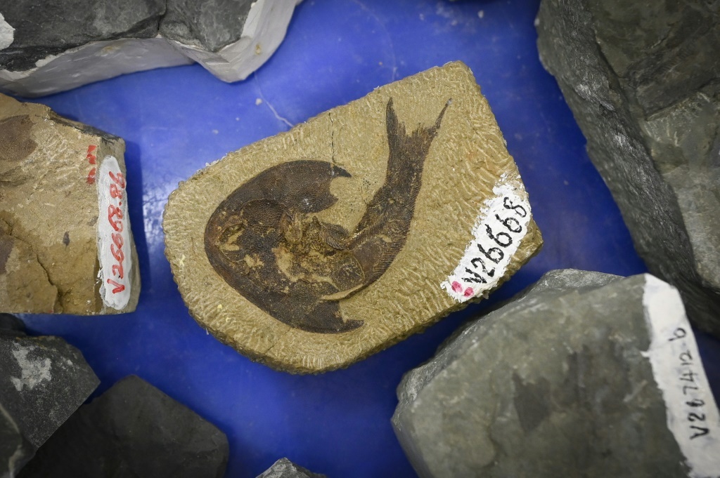 Fish fossils found in China offer clues on human evolution: researchers