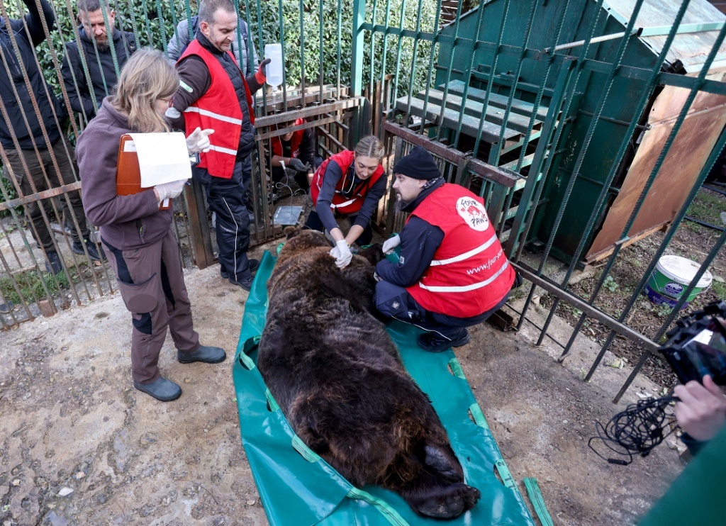 After 20 years in a cage, freedom for Albania brown bear