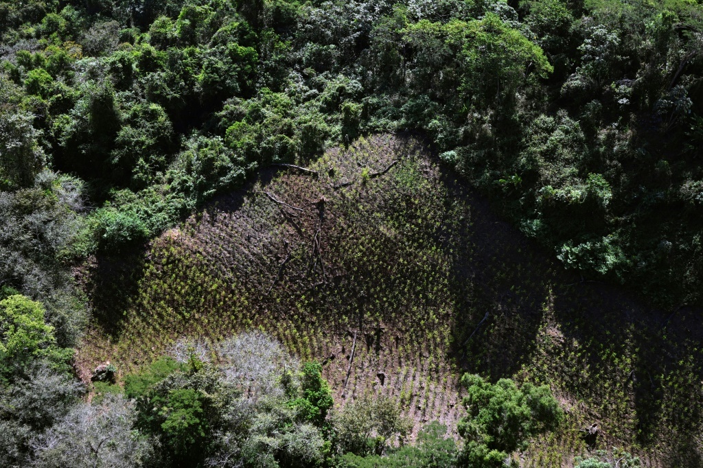 Coca crops take root in Mexico as opium demand wanes