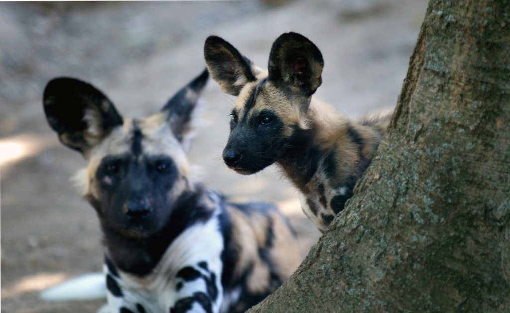 African painted dogs spotted in Uganda after four decades